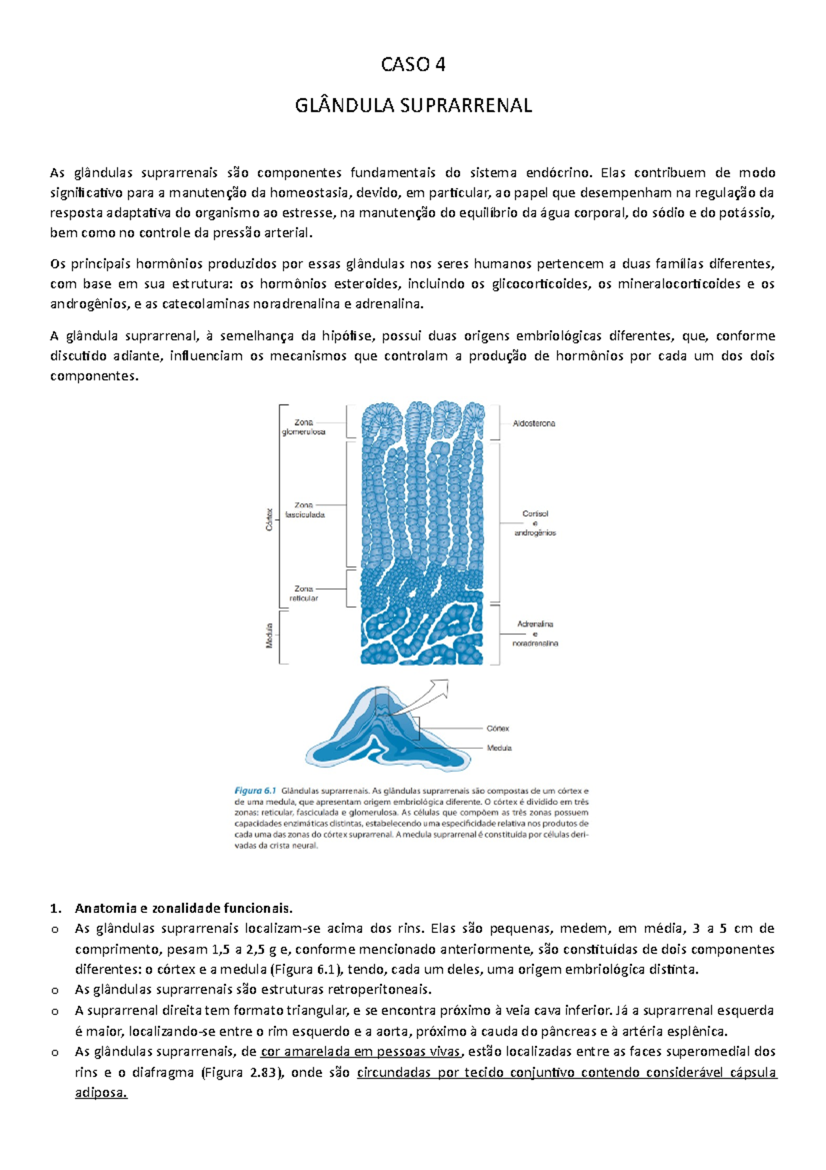 Glândula Suprarrenal - CASO 4 GLÂNDULA SUPRARRENAL As glândulas ...