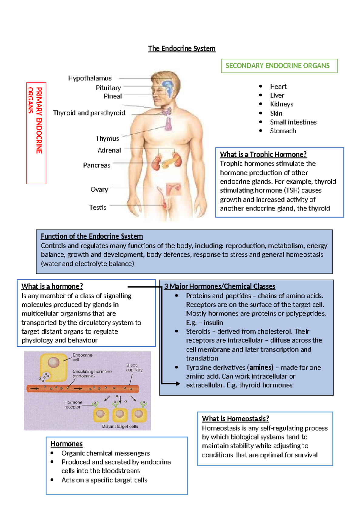 Introduction to Hormones - The Endocrine System Hypothalamus Pituitary ...