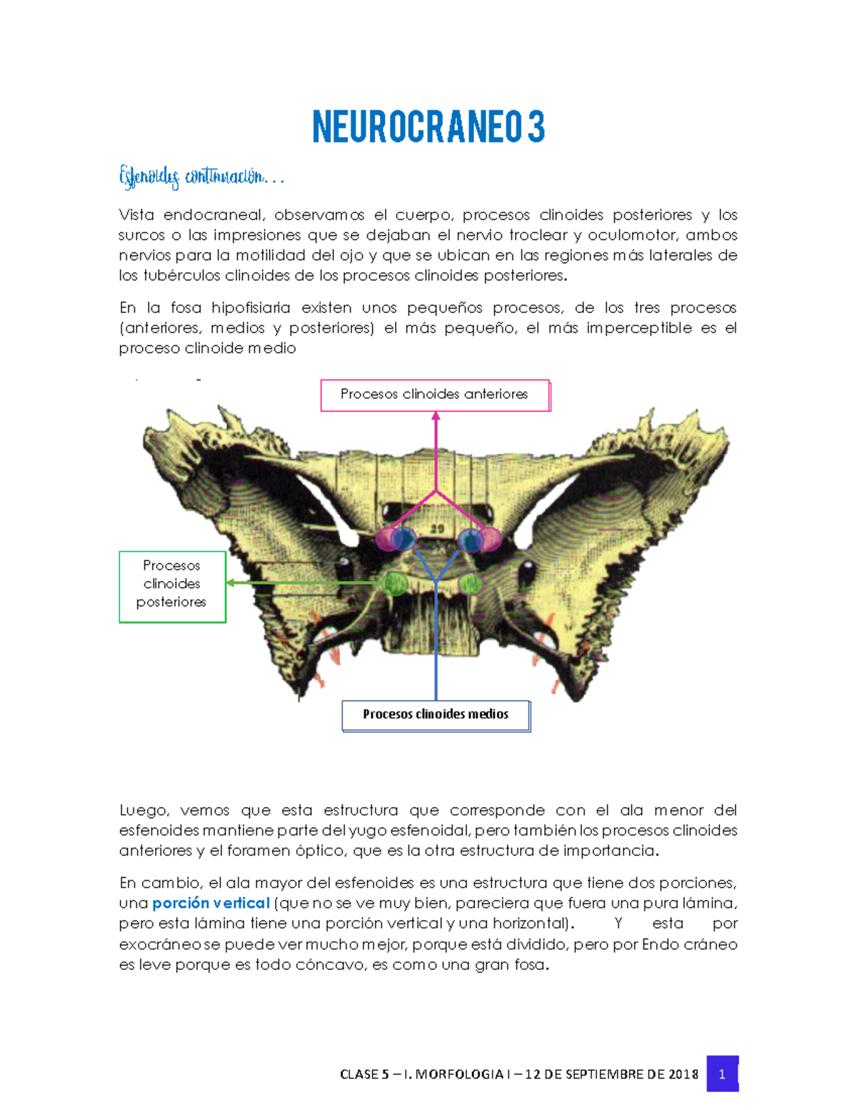 Neurocreaneo y Articulaciones - Neurocraneo 3 Vista endocraneal ...