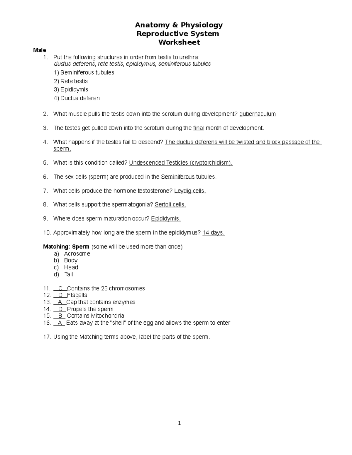 Reproductive 20System Worksheet Anatomy Physiology Reproductive