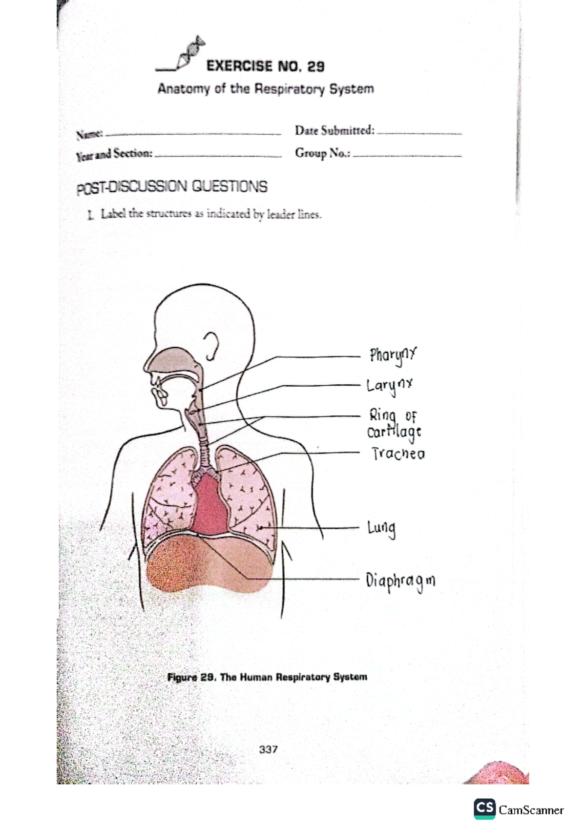 Exercise no. 29 - Jjjj - EXERCISE NO. 29 Anatomy of the Respiratory System Name: Date Submitted ...