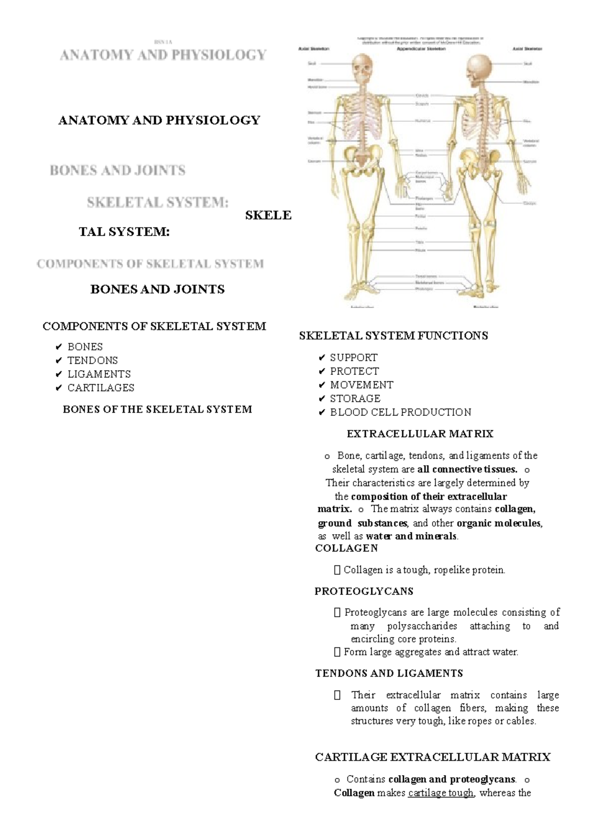 Anaphy 6 - Basic information - BSN 1A ANATOMY AND PHYSIOLOGY SKELE TAL SYSTEM: BONES AND JOINTS ...