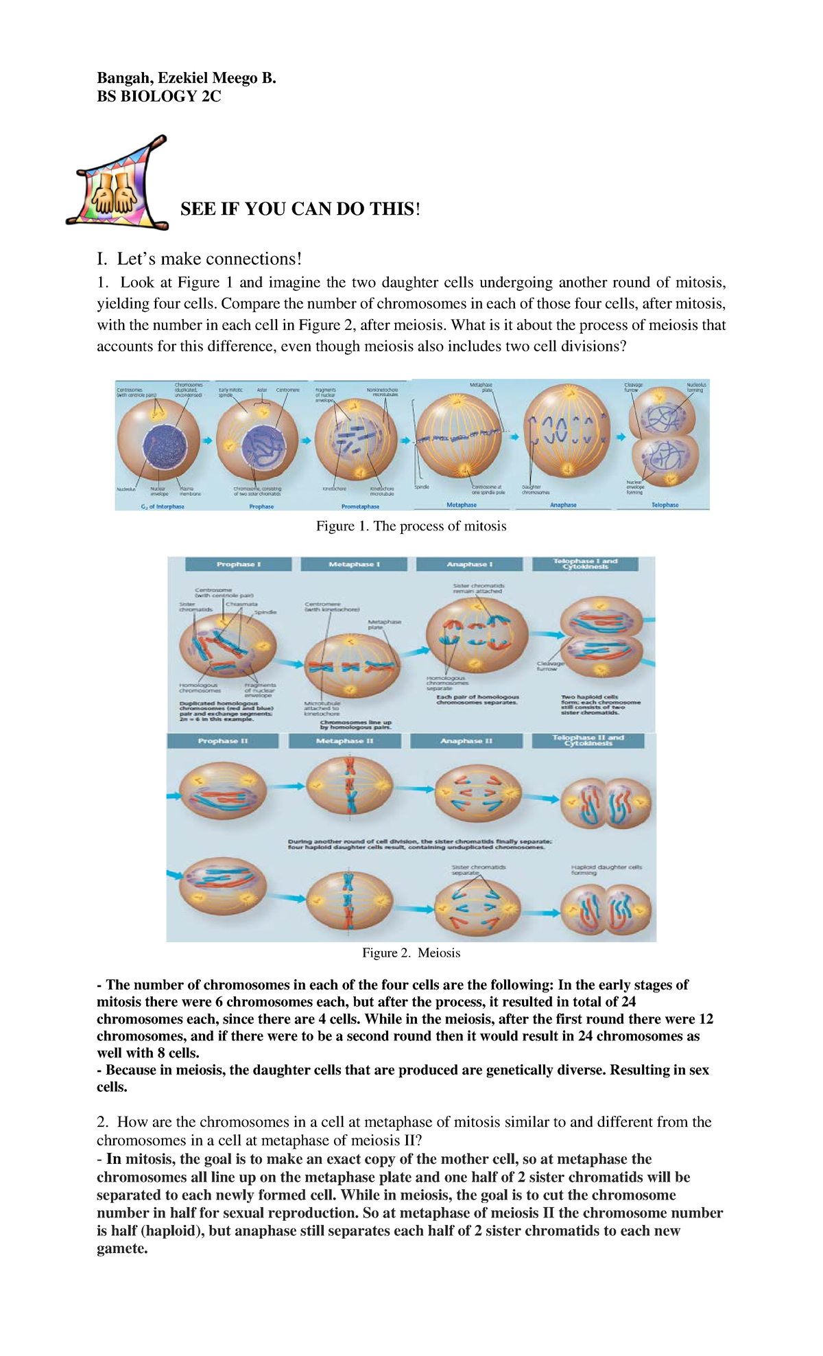 Activity Meiosis - Bangah, Ezekiel Meego B. BS BIOLOGY 2C SEE IF YOU ...