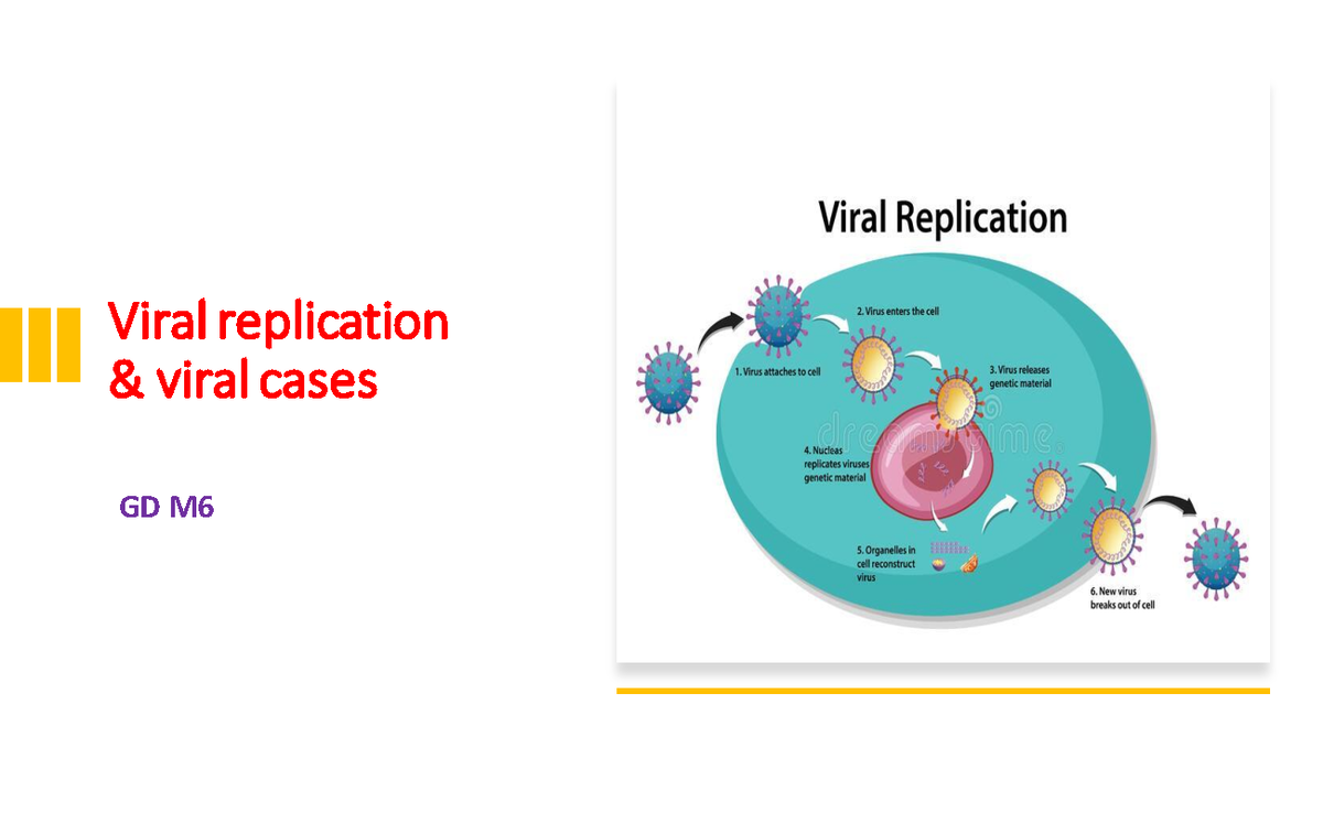 GD 6 Micro Solved - Viral replication & viral cases GD M Some viruses ...