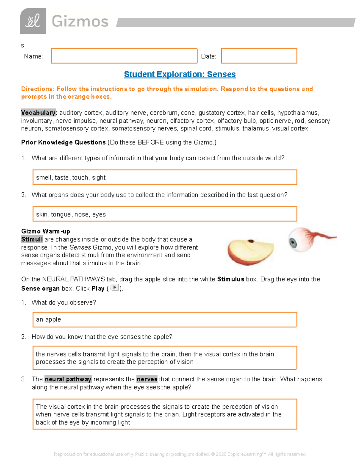 The Senses and the Nervous System Gizmo - S Name: Date: Student ...