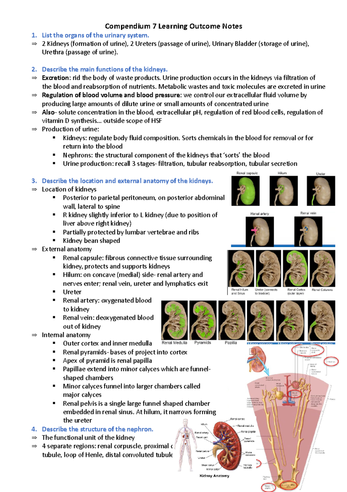 Compendium 7 Learning Outcome Notes - 1. List the organs of the urinary ...