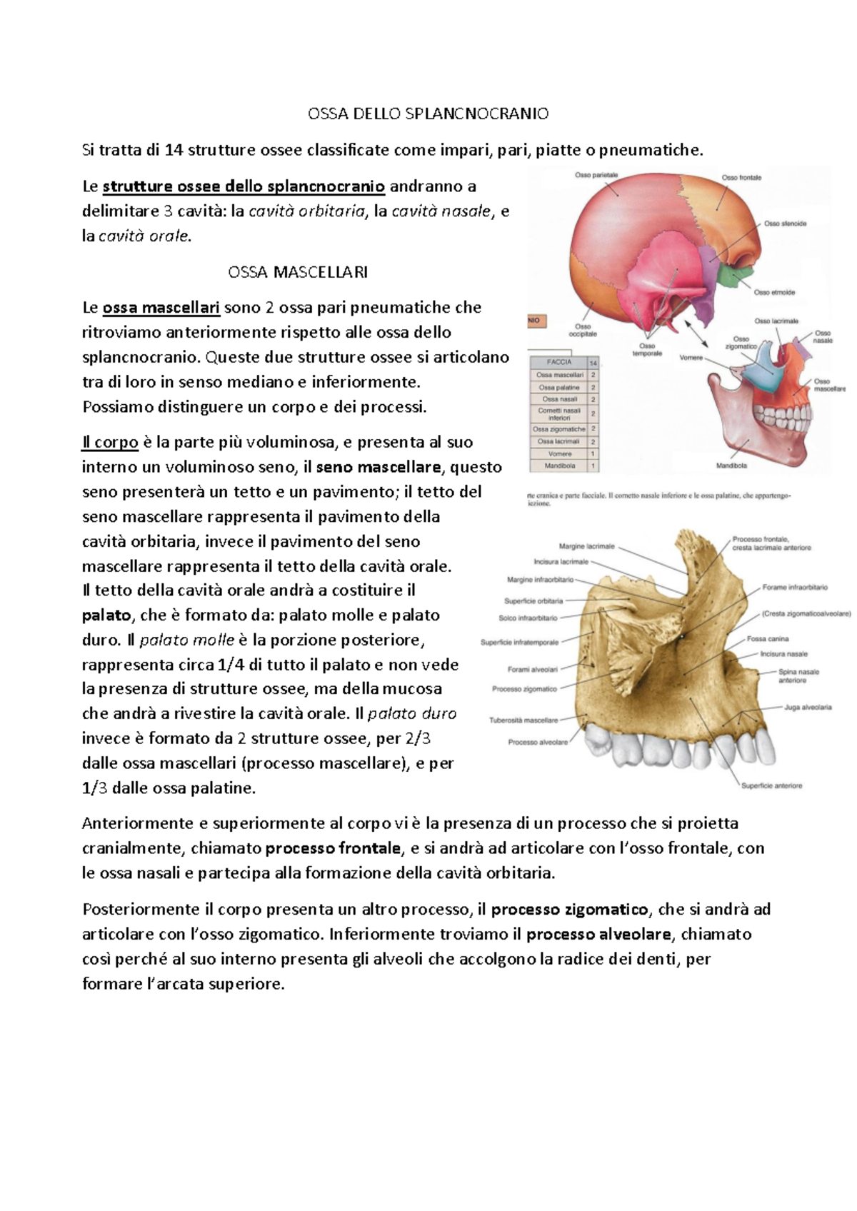ossa dello splancnocranio - OSSA DELLO SPLANCNOCRANIO Si tratta di 14 strutture ossee ...