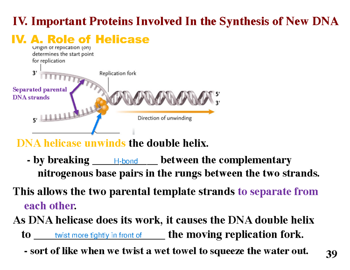 Lecture 5 - notes - As DNA helicase does its work, it causes the DNA ...