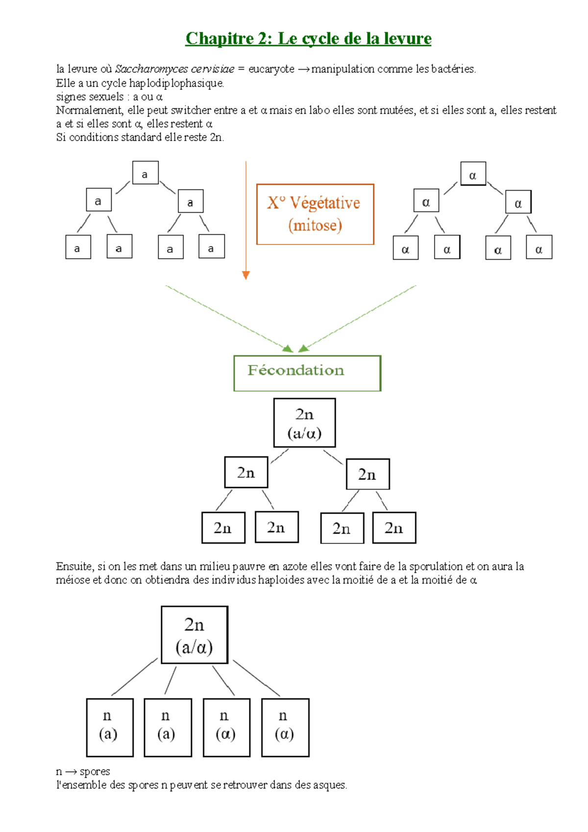 Chapitre 2 et 3 - Génétique Avancée - Chapitre 2: Le cycle de la levure ...