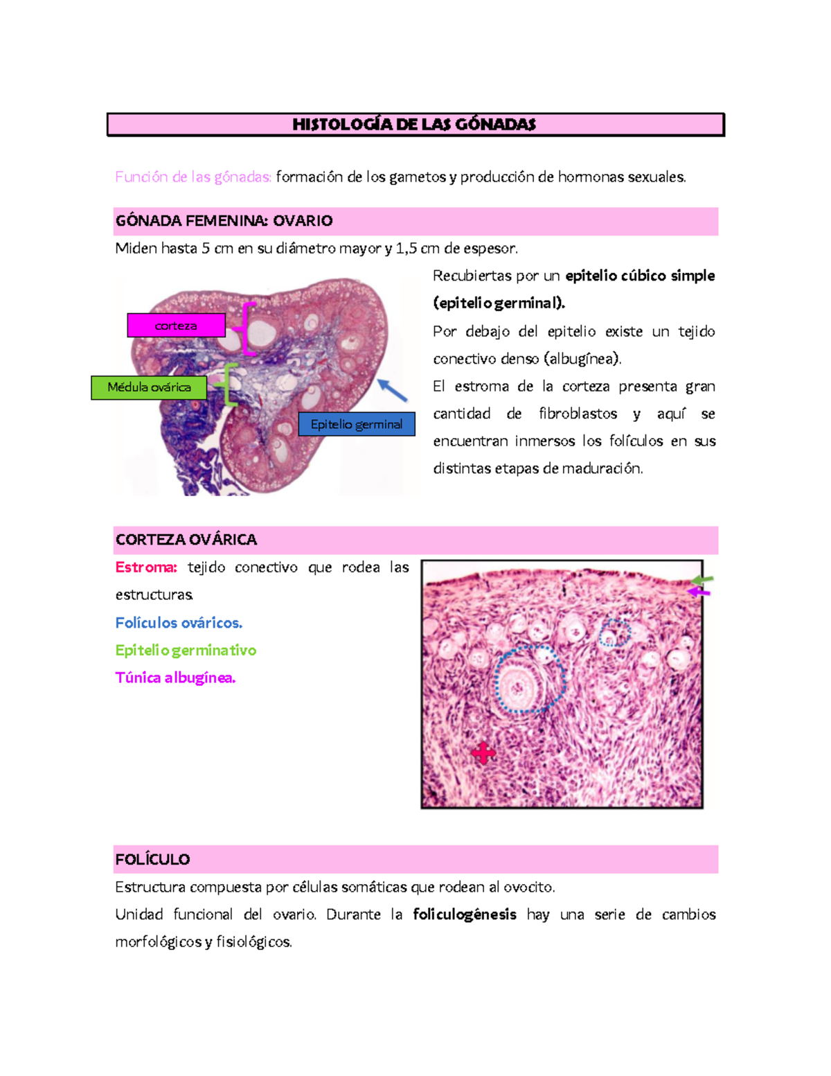 Histología de las gónadas - HISTOLOGÕA DE LAS G”NADAS FunciÛn de las ...