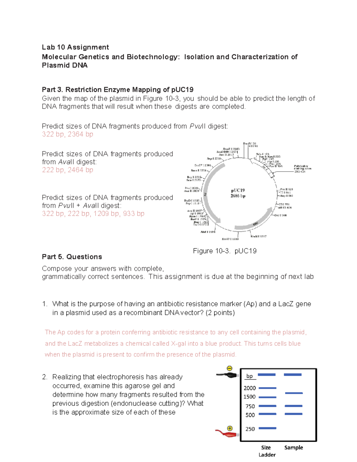 Lab 10 Assignment - Dr. Matt Northam - Lab 10 Assignment Molecular Genetics and Biotechnology ...