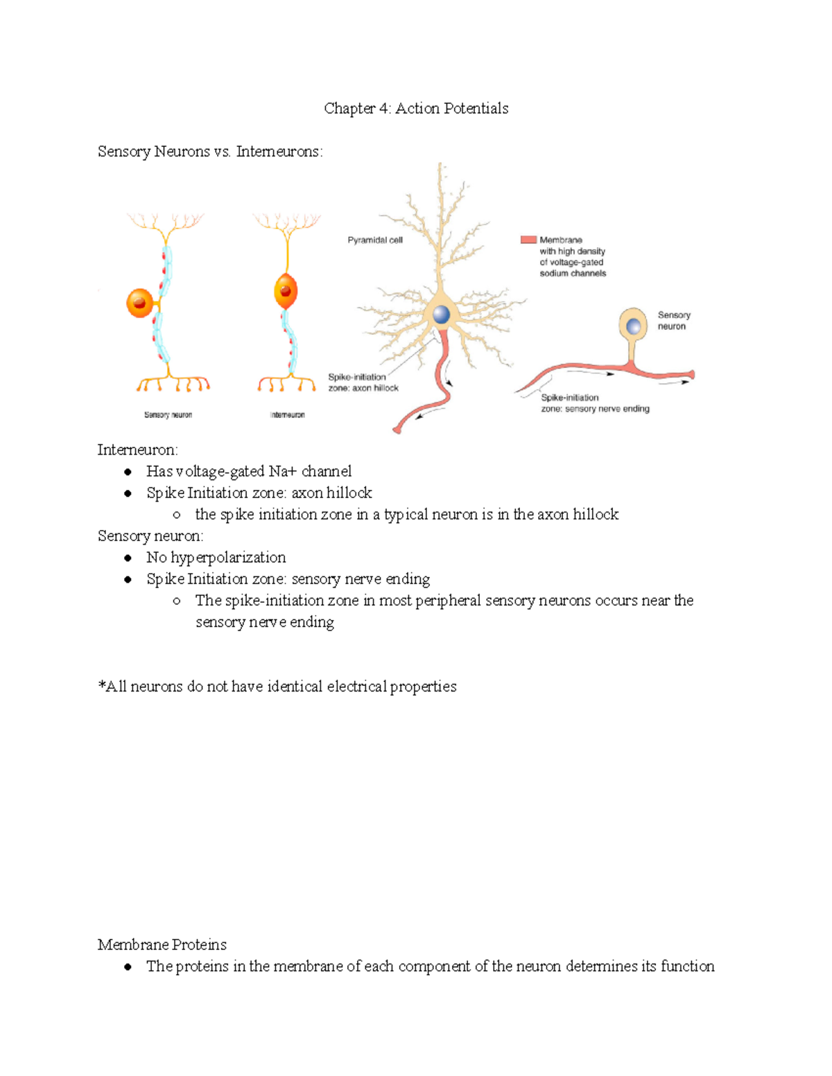 Chapter 4 Action Potentials - Chapter 4: Action Potentials Sensory ...
