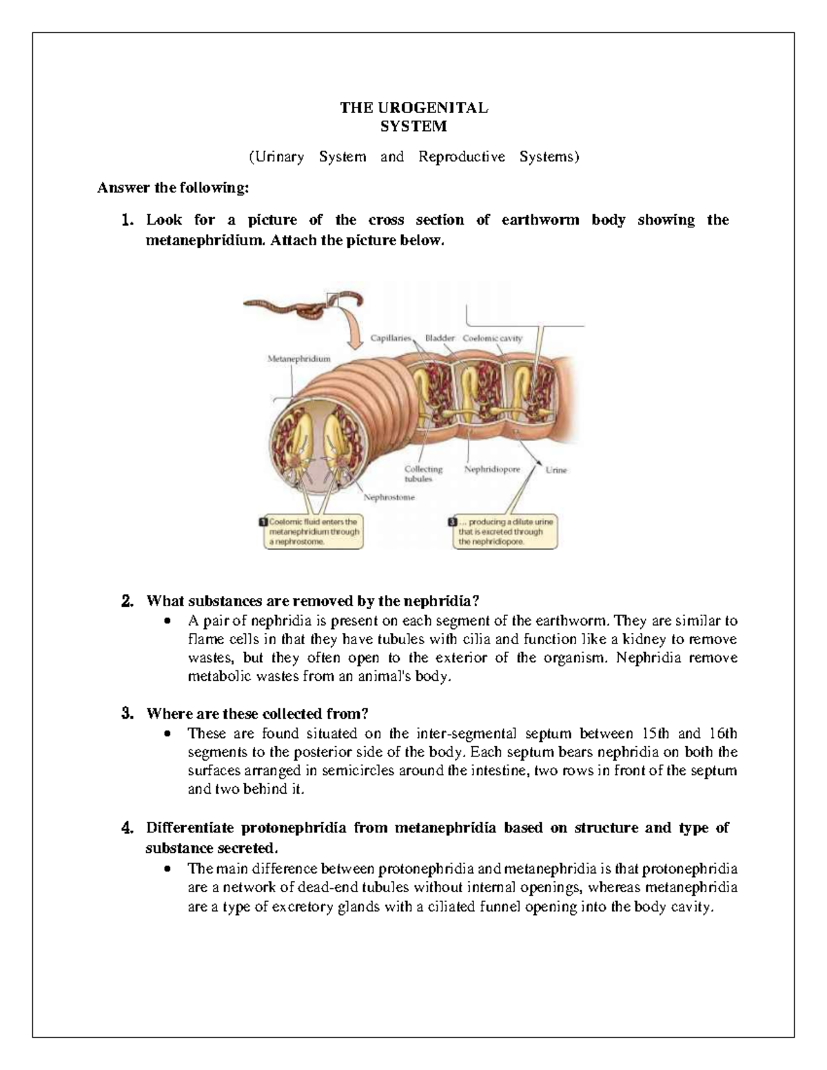 Earthworm Nephridia Cross Section