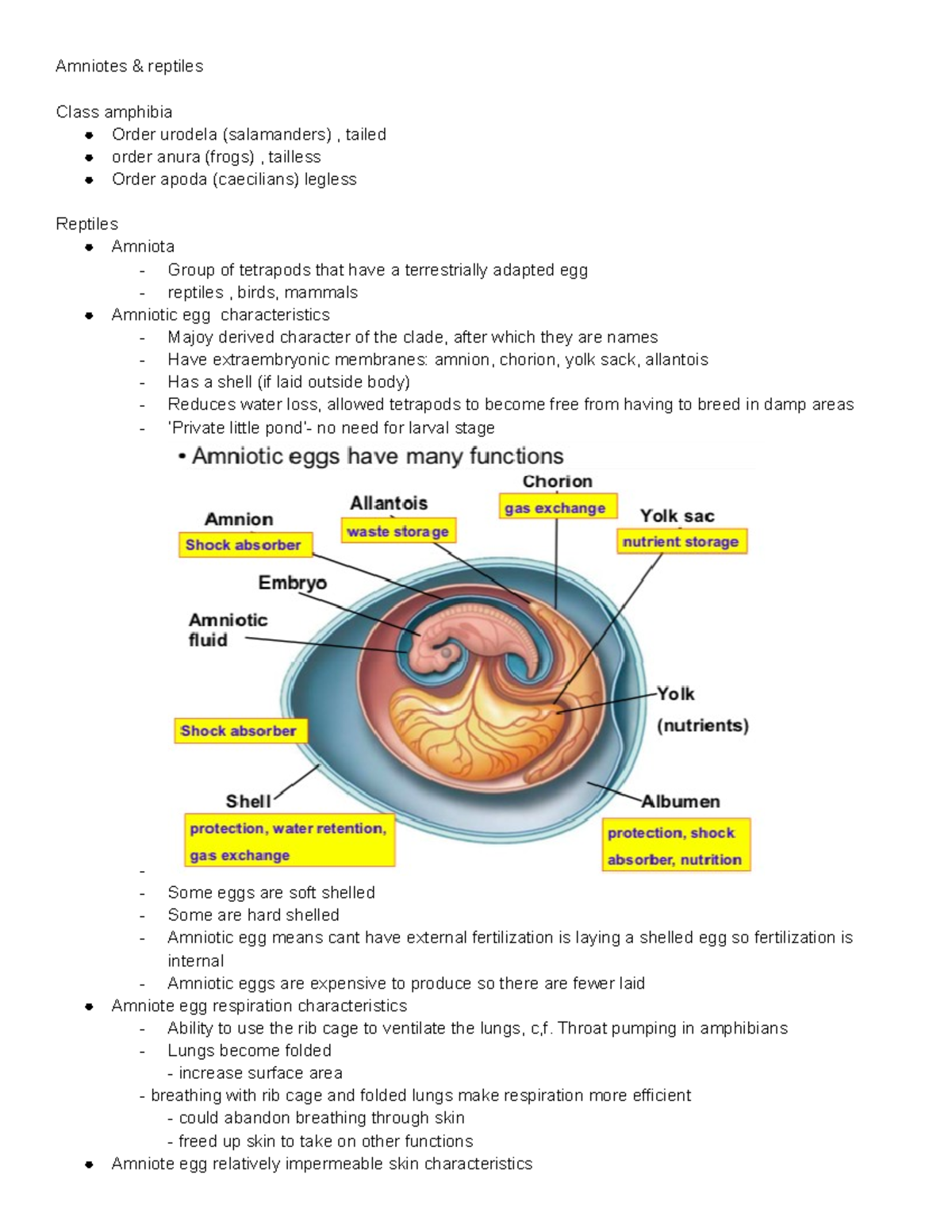 Lecture 20- Amniotes and Reptiles - Amniotes & reptiles Class amphibia ...