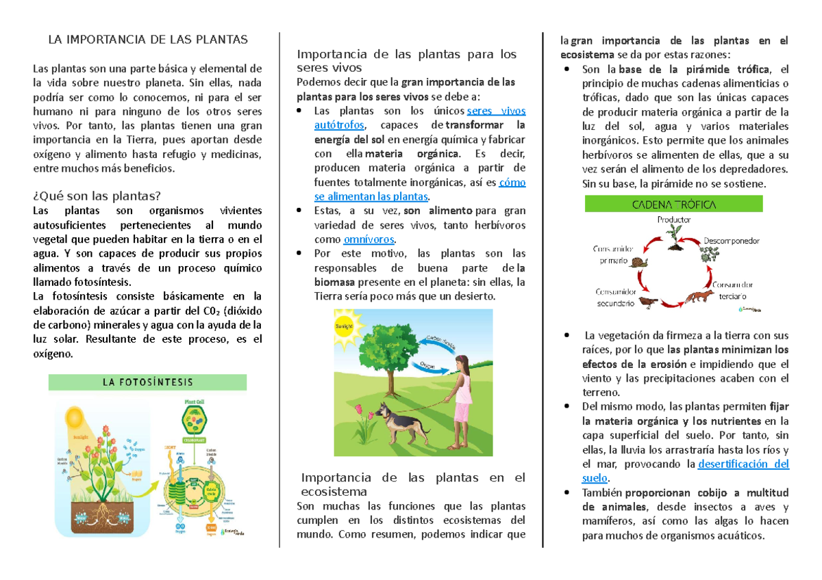 LA Importancia DE LAS Plantas - LA IMPORTANCIA DE LAS PLANTAS Las ...