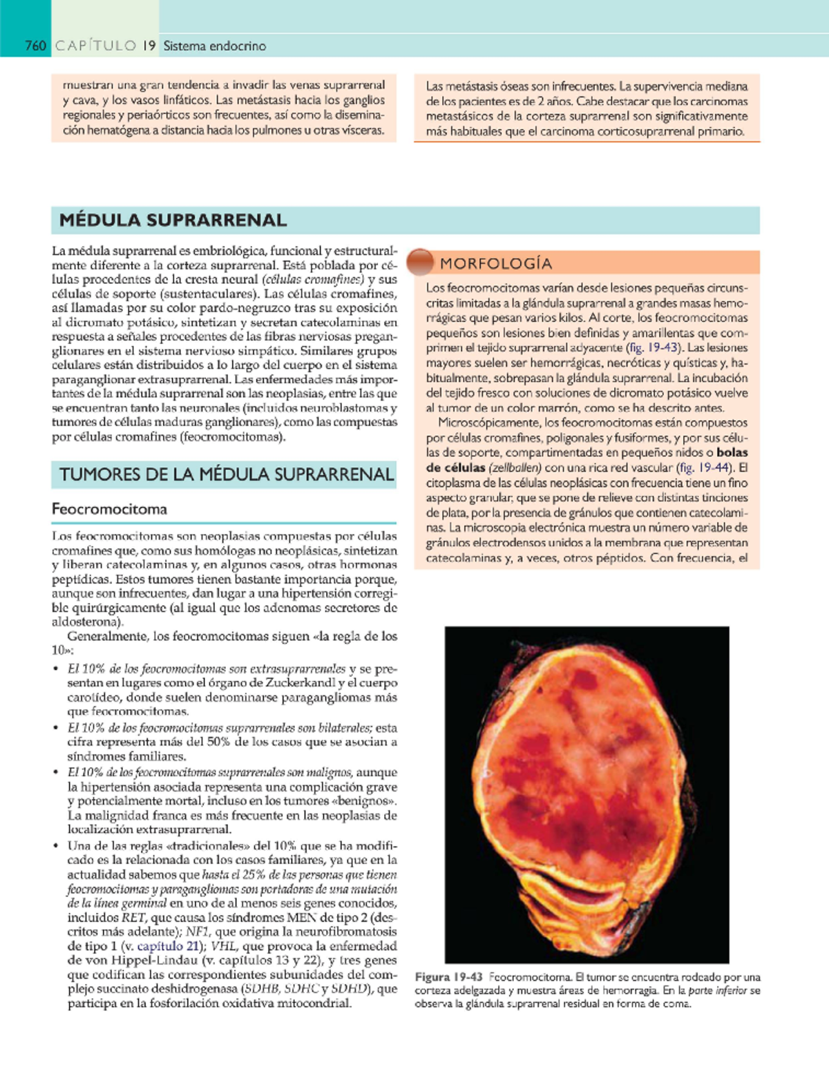 Tumores de la medula suprarrenal - 760 CAPÍTULO 19 Sistema endocrino ...