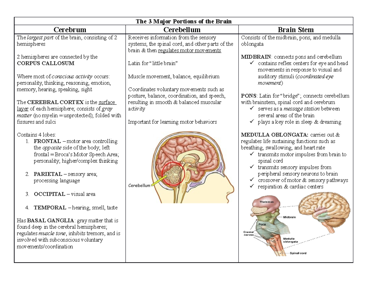 Brain Study Guide - The 3 Major Portions of the Brain Cerebrum ...