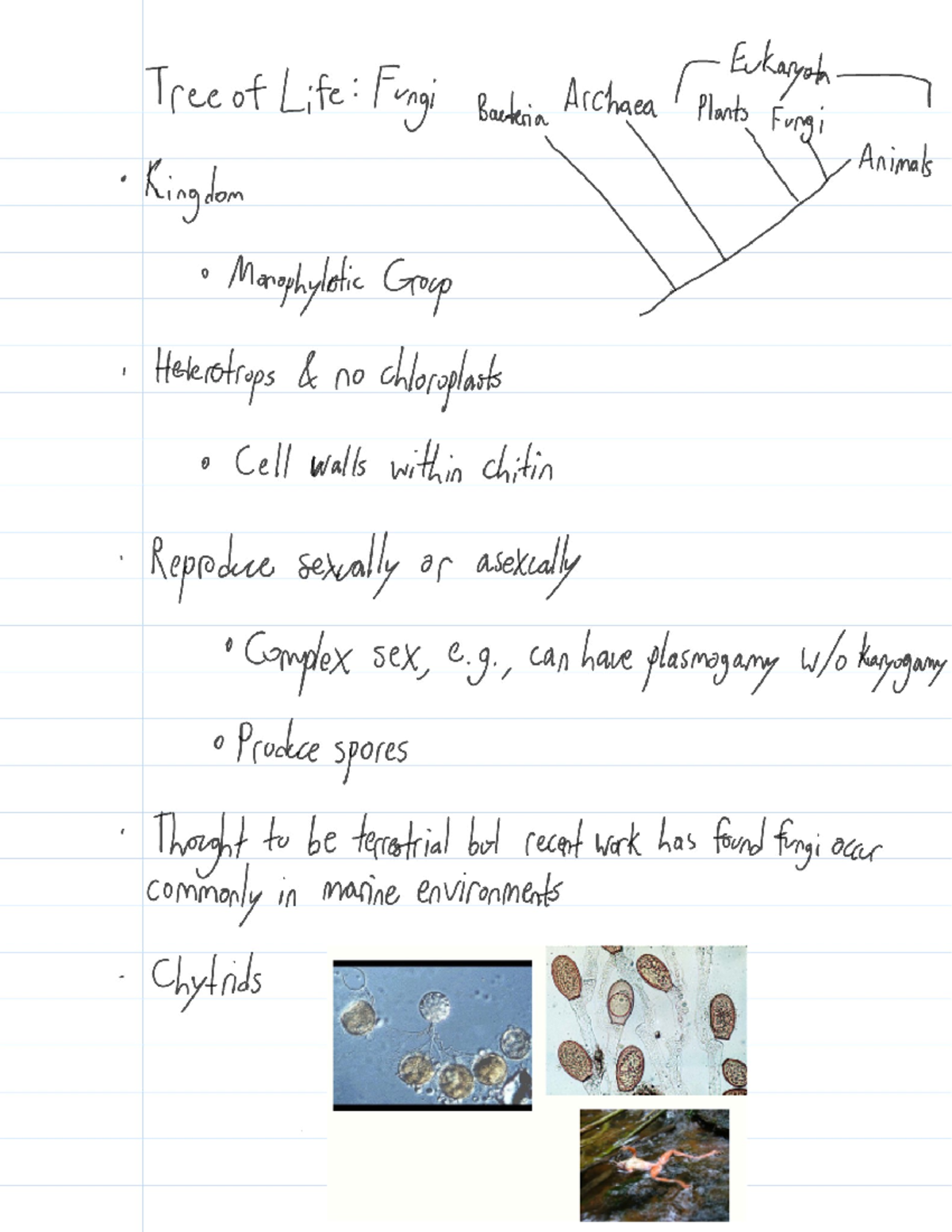 Mechanisms of Evolution - Exam 2 Notes - GENE 3000 - Studocu