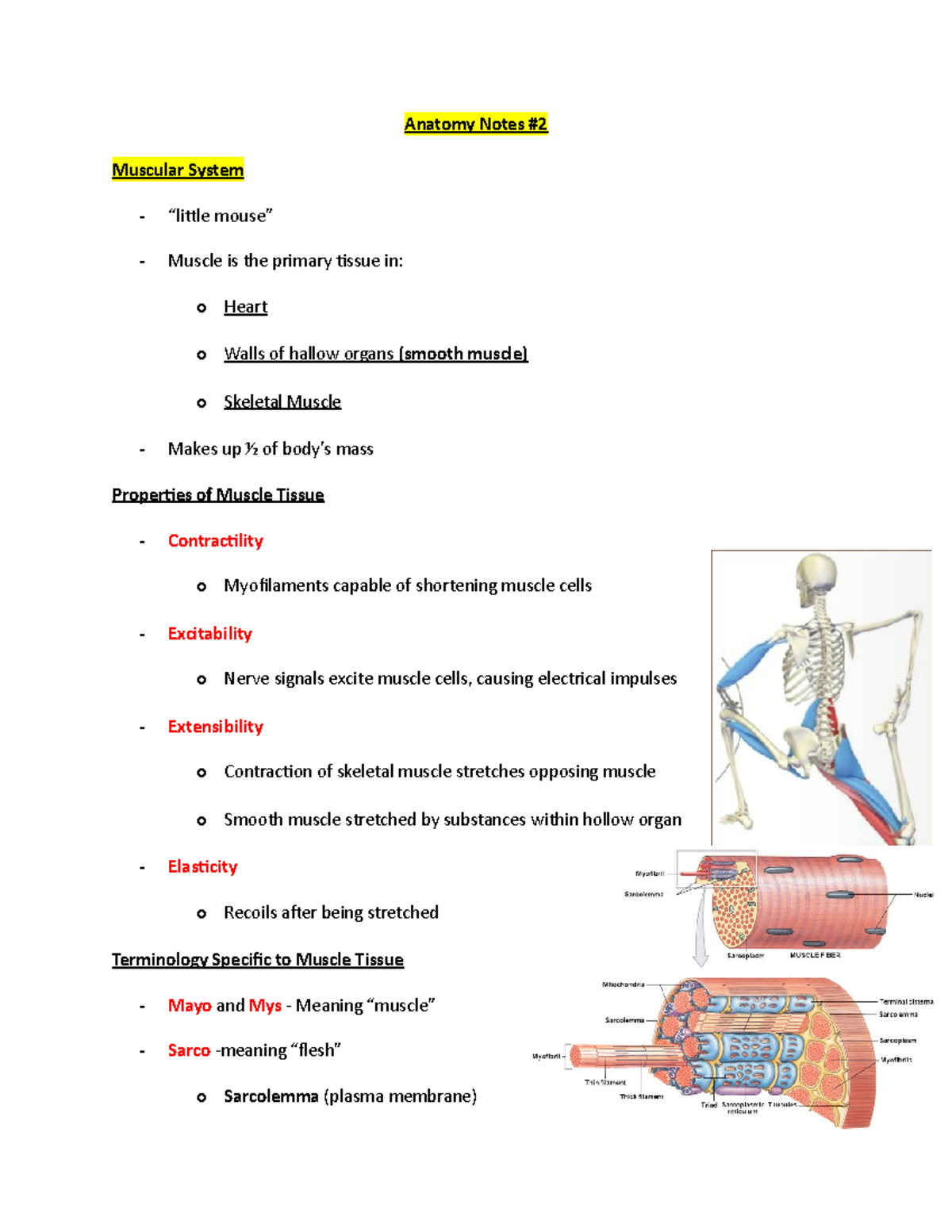 Anatomy Notes #2 - Anatomy Notes # Muscular System “litle mouse” Muscle ...