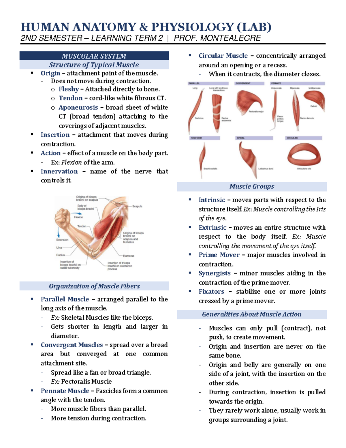 A&P (LAB) - Muscles - 2ND SEMESTER – LEARNING TERM 2 | PROF ...