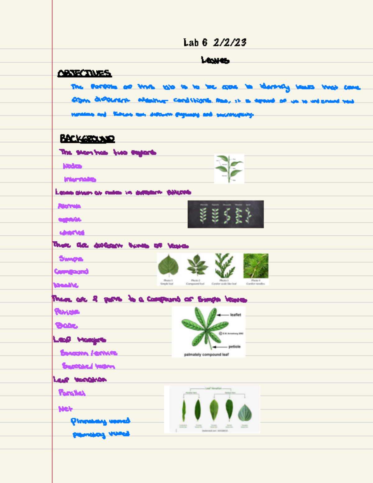 Bio 410 lab notes 6 - Leaves BJECTIVES ####### The Purpose of this lab ...