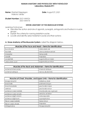 Lab ex 12 - Gross Anatomy of the Muscular System Dr. Peltzer - 'I I I ...
