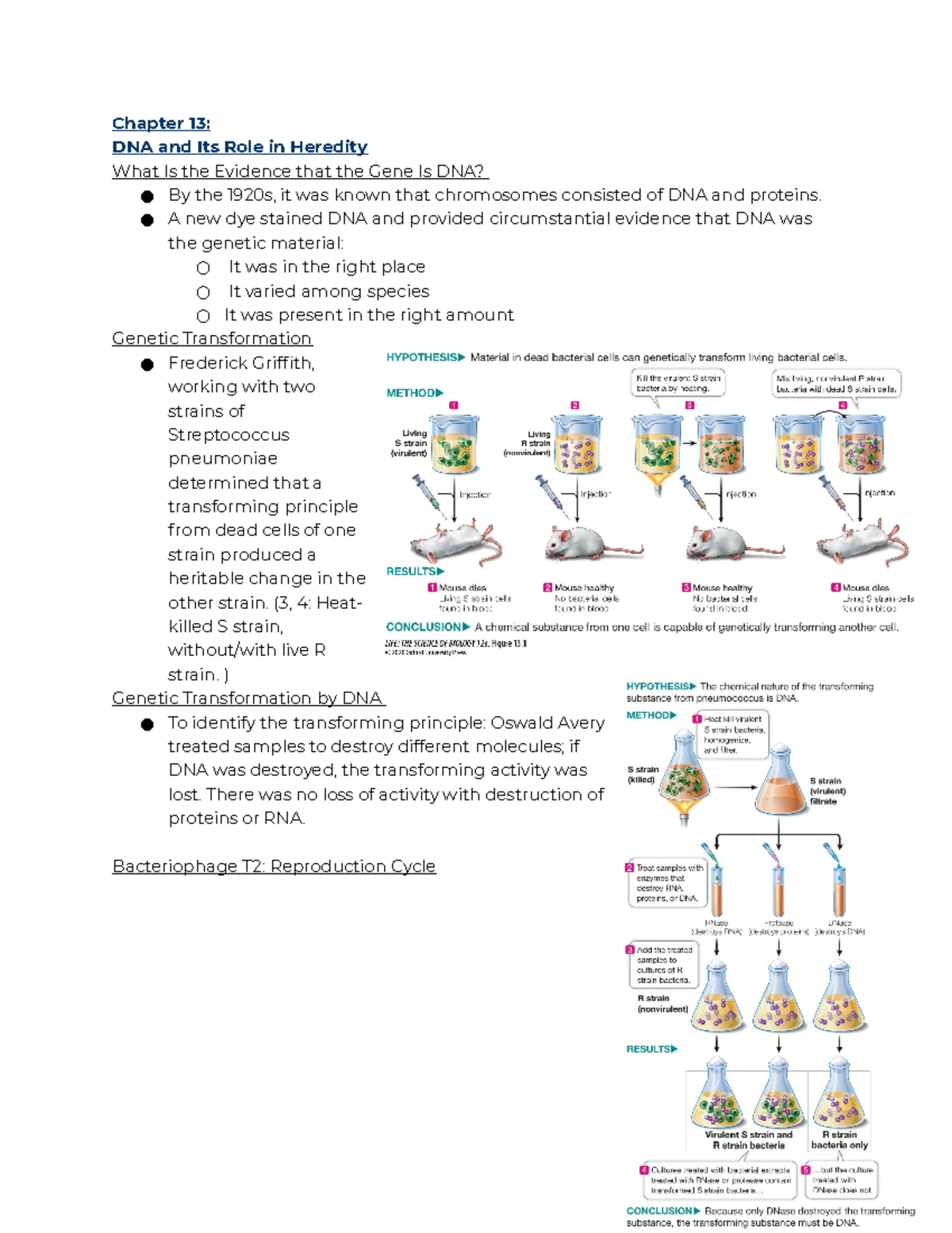 Lecture notes chapter 13 - Chapter 13: DNA and Its Role in Heredity ...