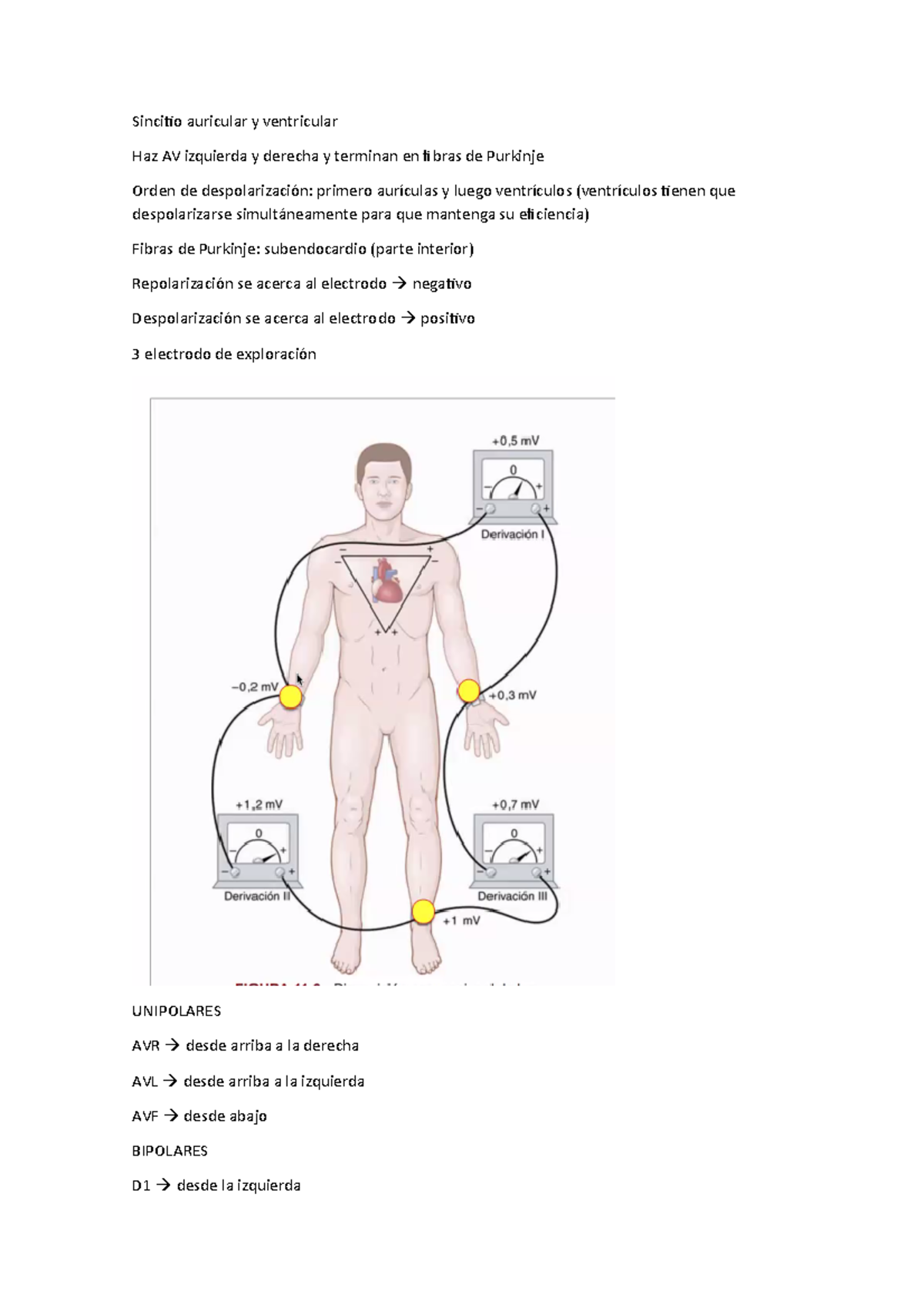 Ekg clases 9no adulto - Sincitio auricular y ventricular Haz AV ...