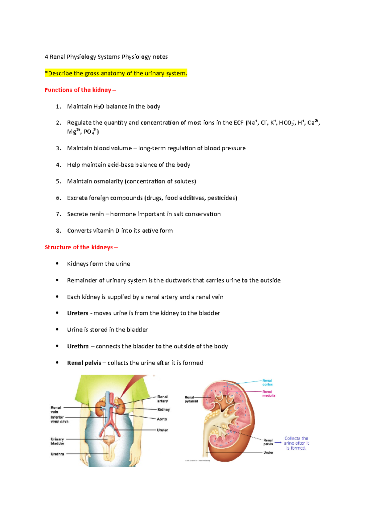 4 Renal Physiology Systems Physiology notes - Functions of the kidney ...