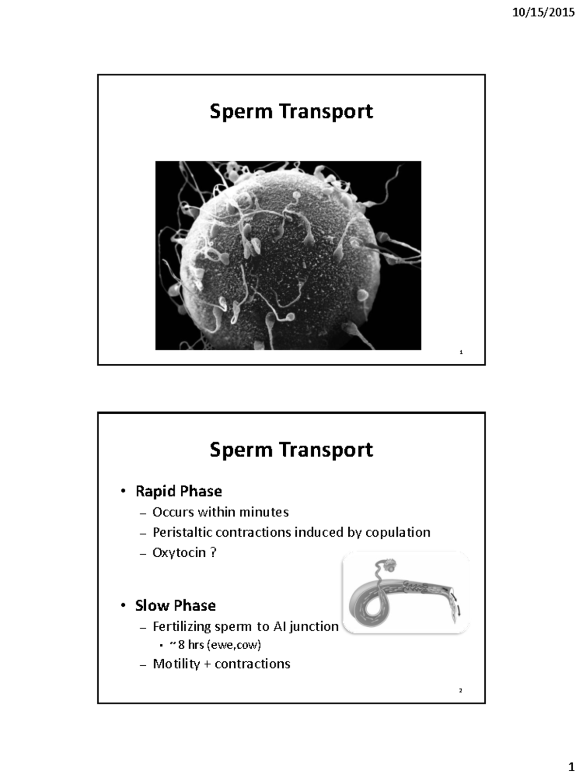 ANS 220 - Lecture 14 Sperm Transport Moodle - Sperm Transport 1 Sperm ...