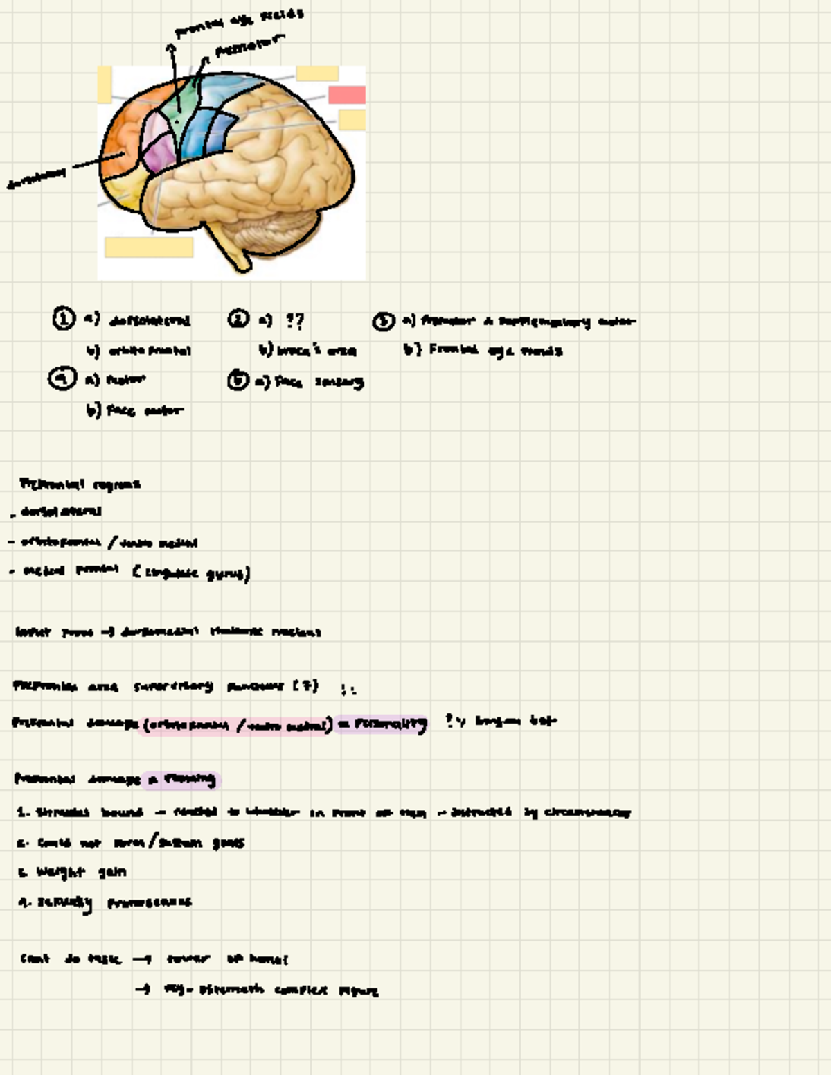 NEUR2020 prefrontal lobe outlines - " dorsolateral ! a) dorsolateral ② ...