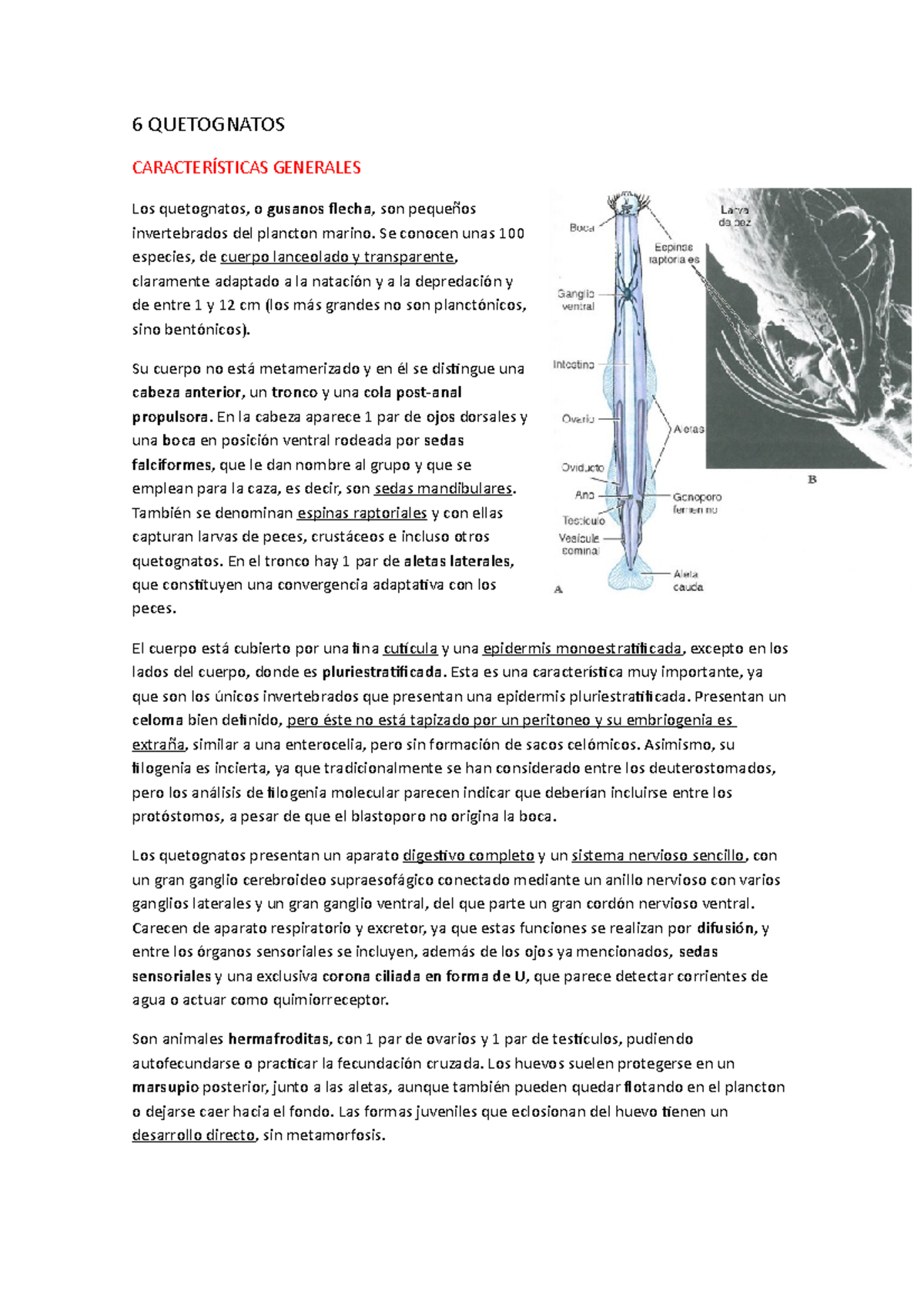 TEMA 6 - Resumen Zooloxía: Zooloxía II - 6 QUETOGNATOS CARACTERÍSTICAS ...