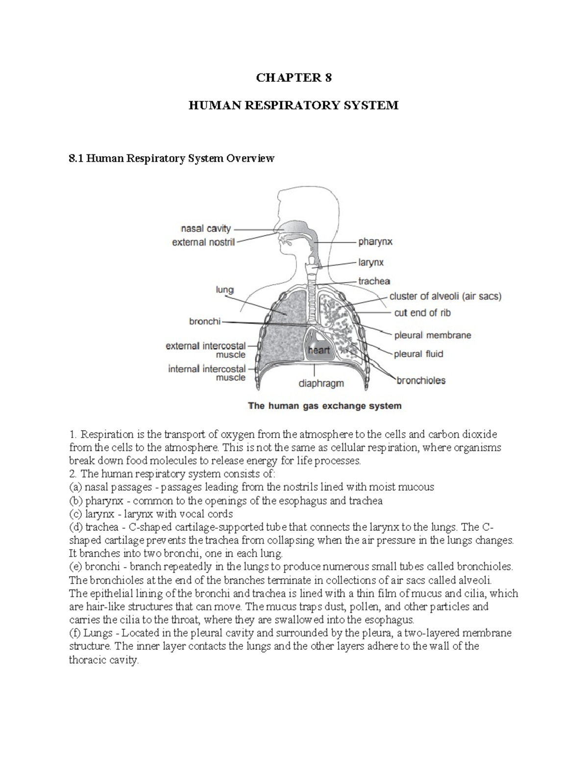Chapter 8 Human Respiratory System - CHAPTER 8 HUMAN RESPIRATORY SYSTEM ...