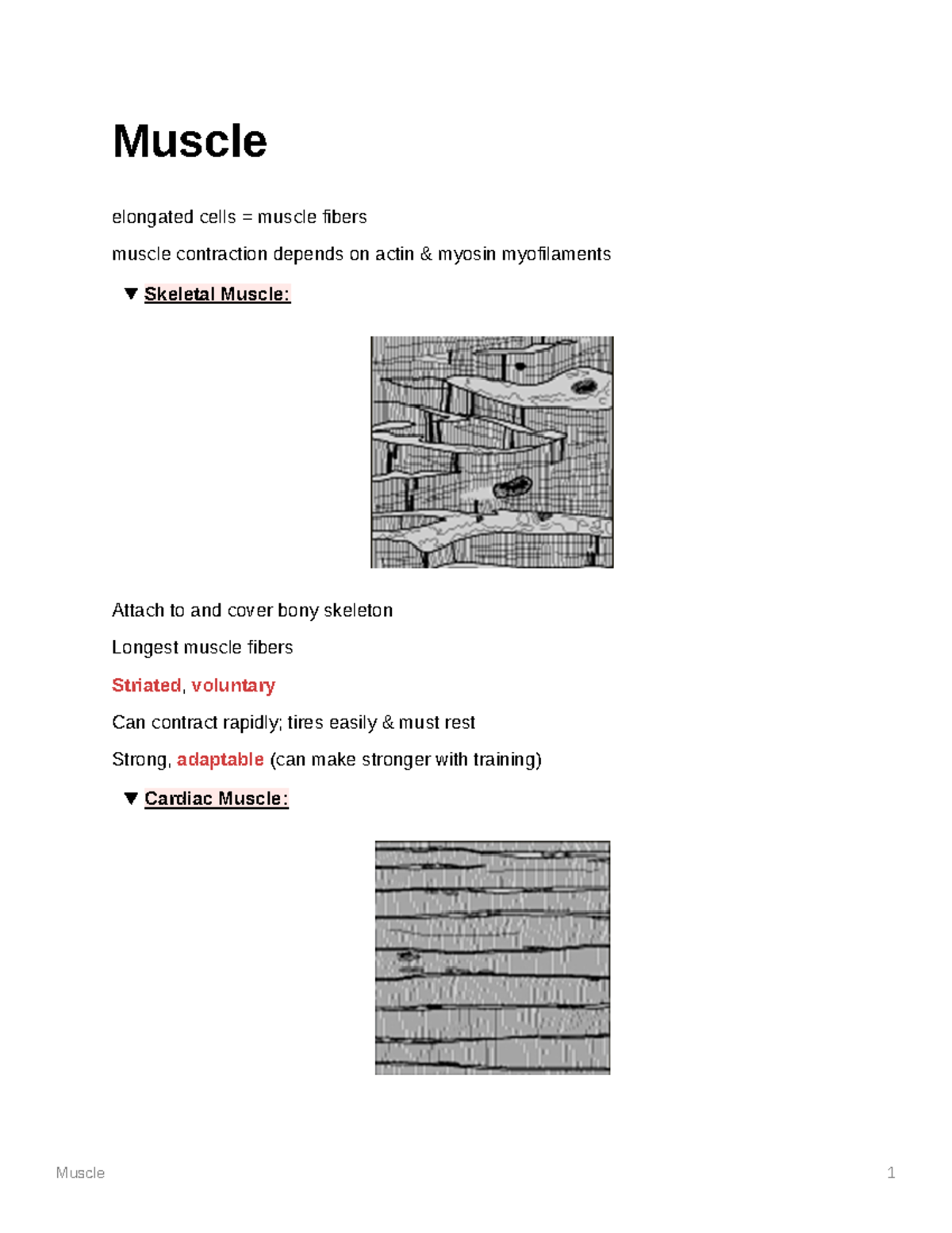 Muscle - course notes to study for the midterm - Muscle elongated cells ...