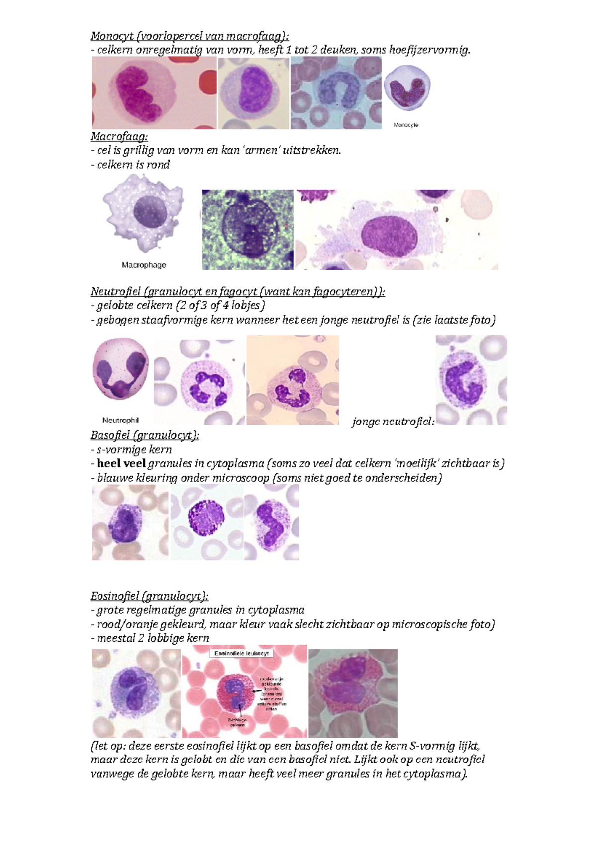 Cellen Immunologie - Monocyt (voorlopercel van macrofaag): celkern ...