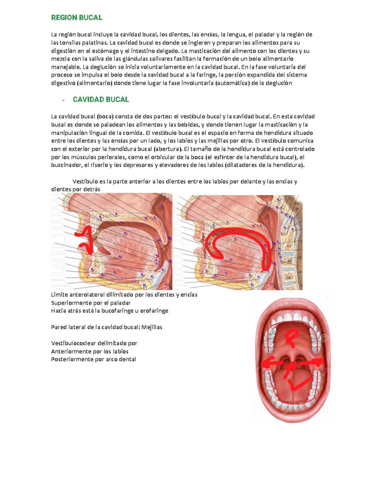 Region bucal - Resumen directo del Moore - REGION BUCAL La regiÛn bucal ...