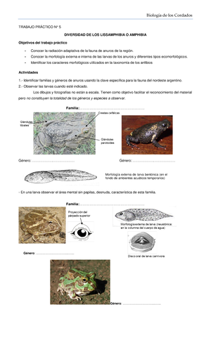 TP 3 Chondrichthyes - los condrictios mas comunes de nuestra zona con ...