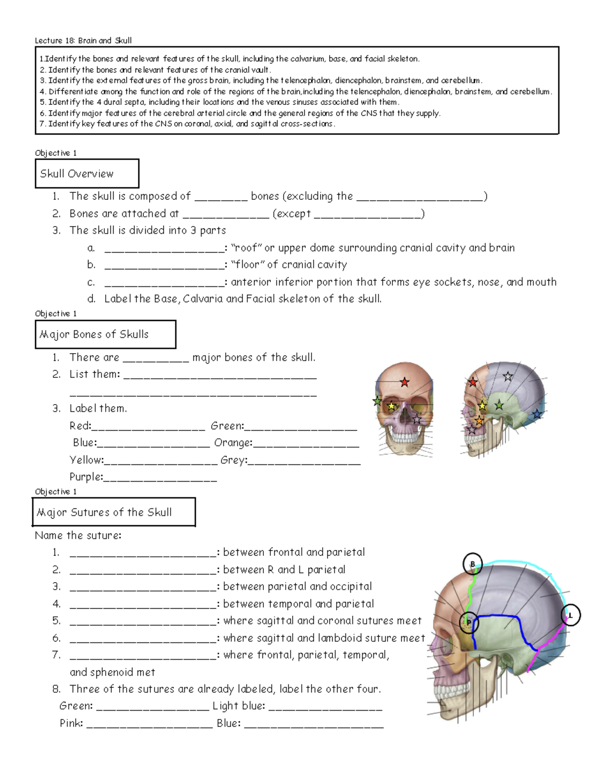 Brain and Skull Study Guide - Lecture 18: Brain and Skull 1 the bones ...