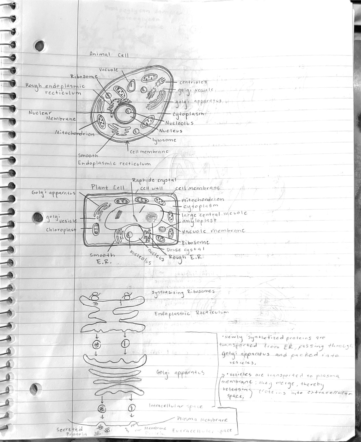 Labeled Cells And Cell Parts - BIOL 1021 - Studocu