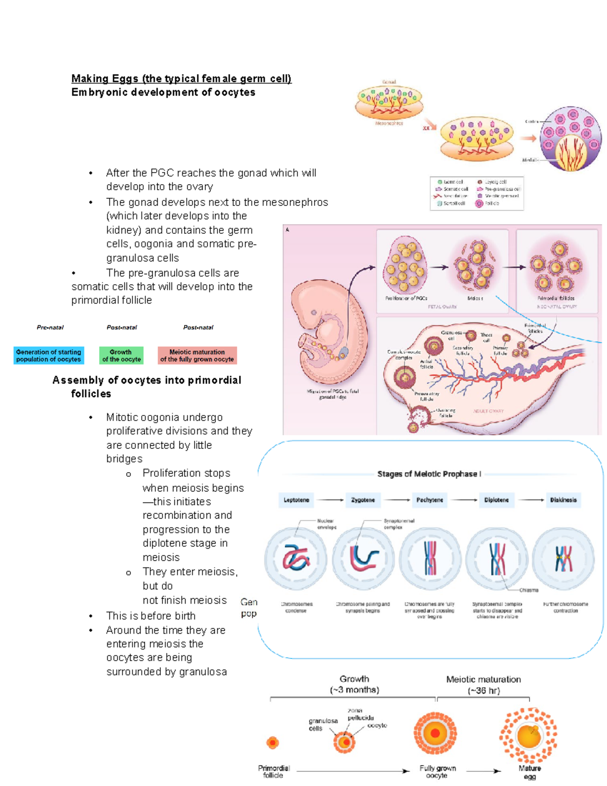 Unit 2 Making Eggs - Lecture notes - Making Eggs (the typical female ...