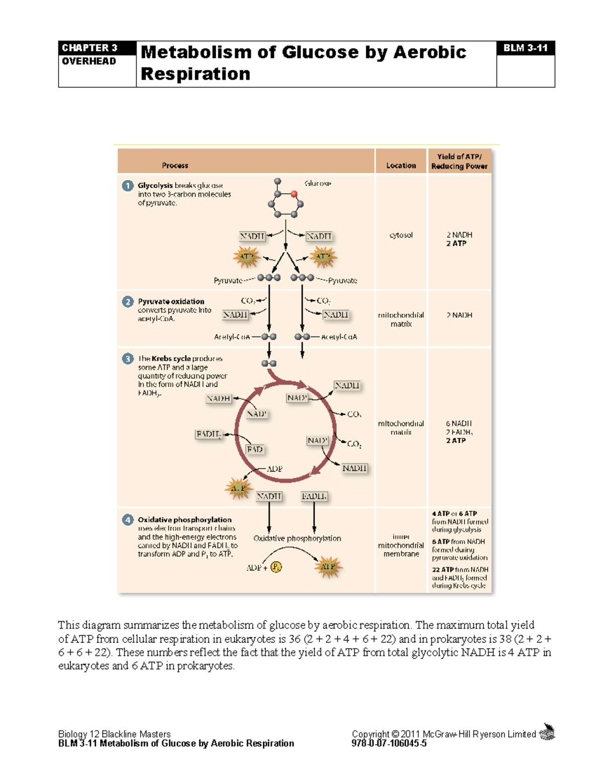 2g - Aerobic CR Summary - CHAPTER 3 Metabolism of Glucose Aerobic BLM ...