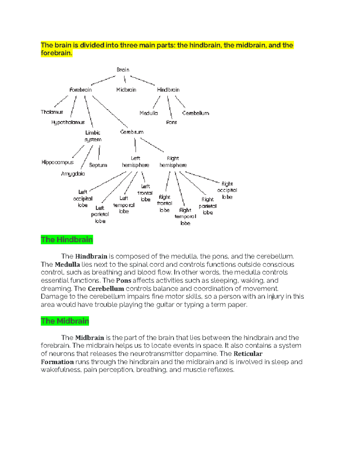 Structure and Functions of the Brain - The brain is divided into three ...