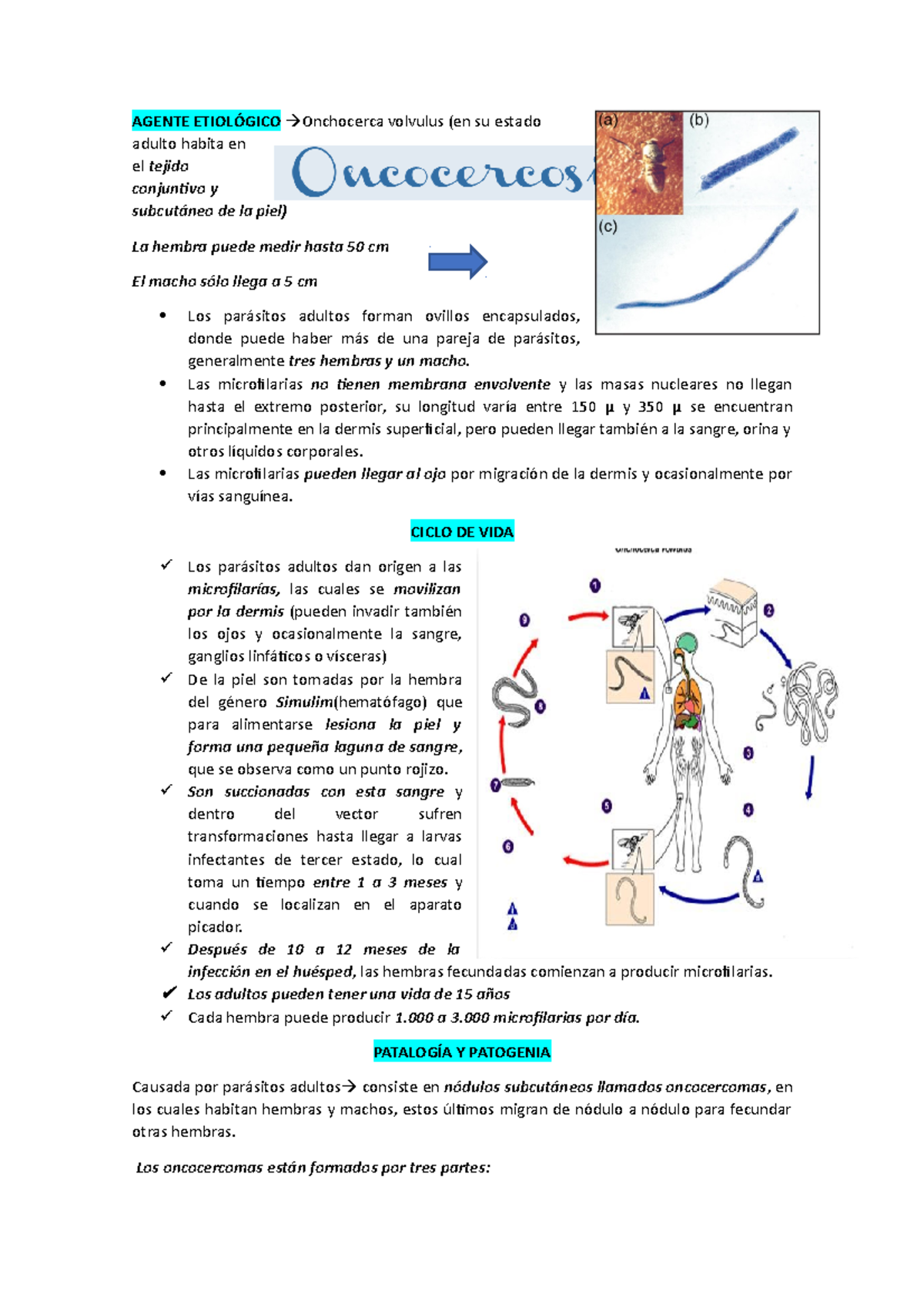 Oncocercosis - AGENTE ETIOLÓGICO Onchocerca volvulus (en su estado ...