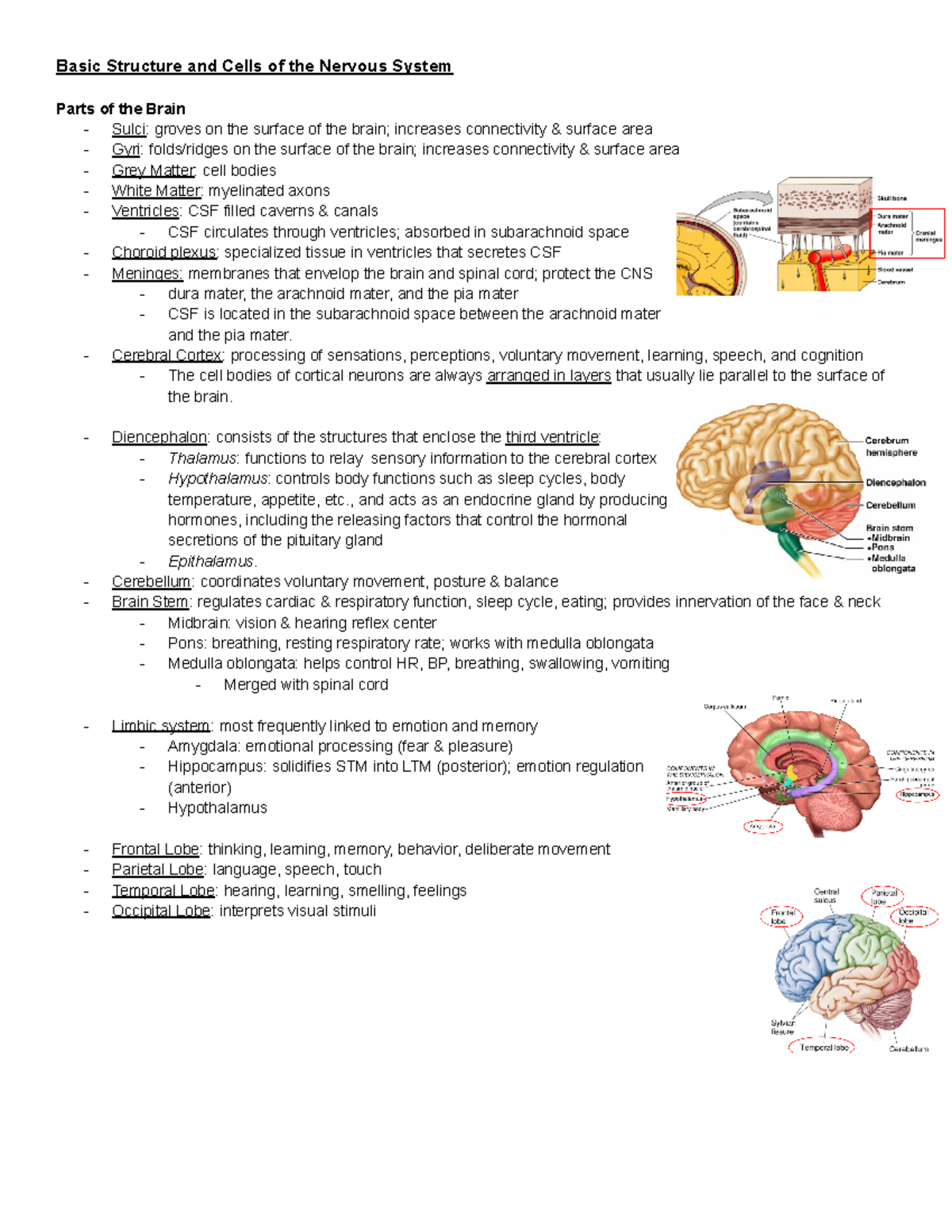 Neuro Exam #1 Review - Basic Structure and Cells of the Nervous System ...