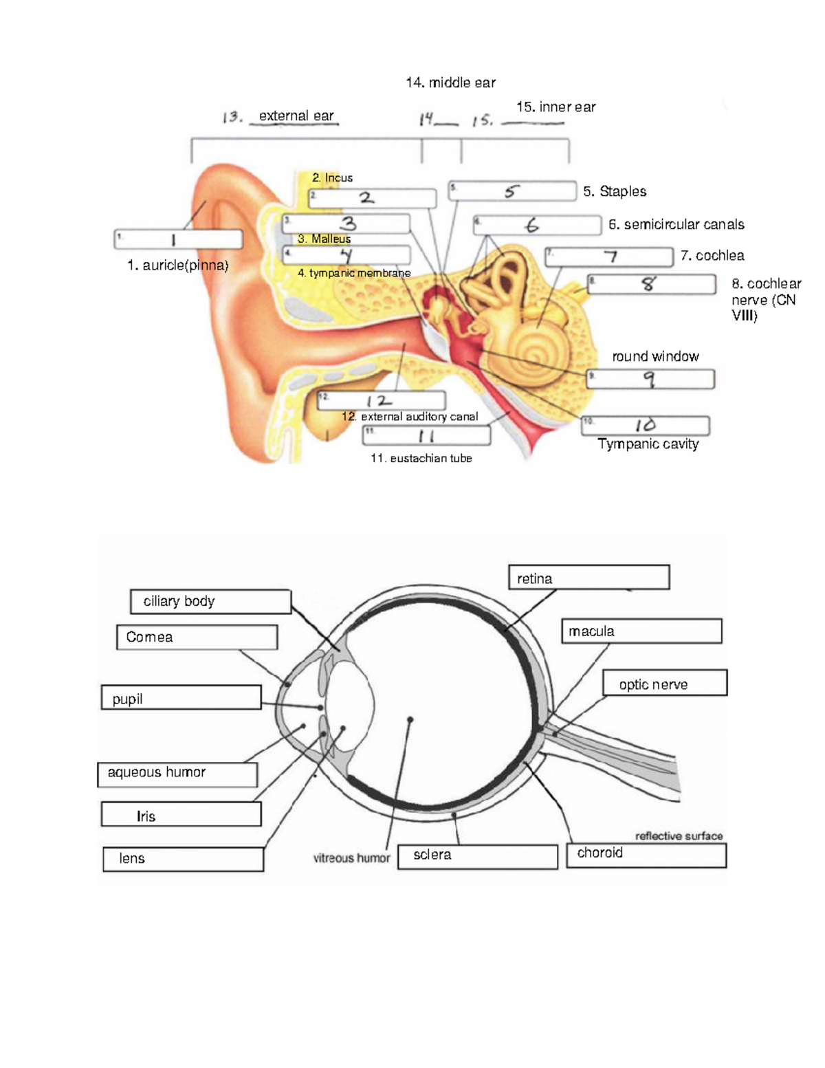 Eye and ear labeling A&P - Studocu