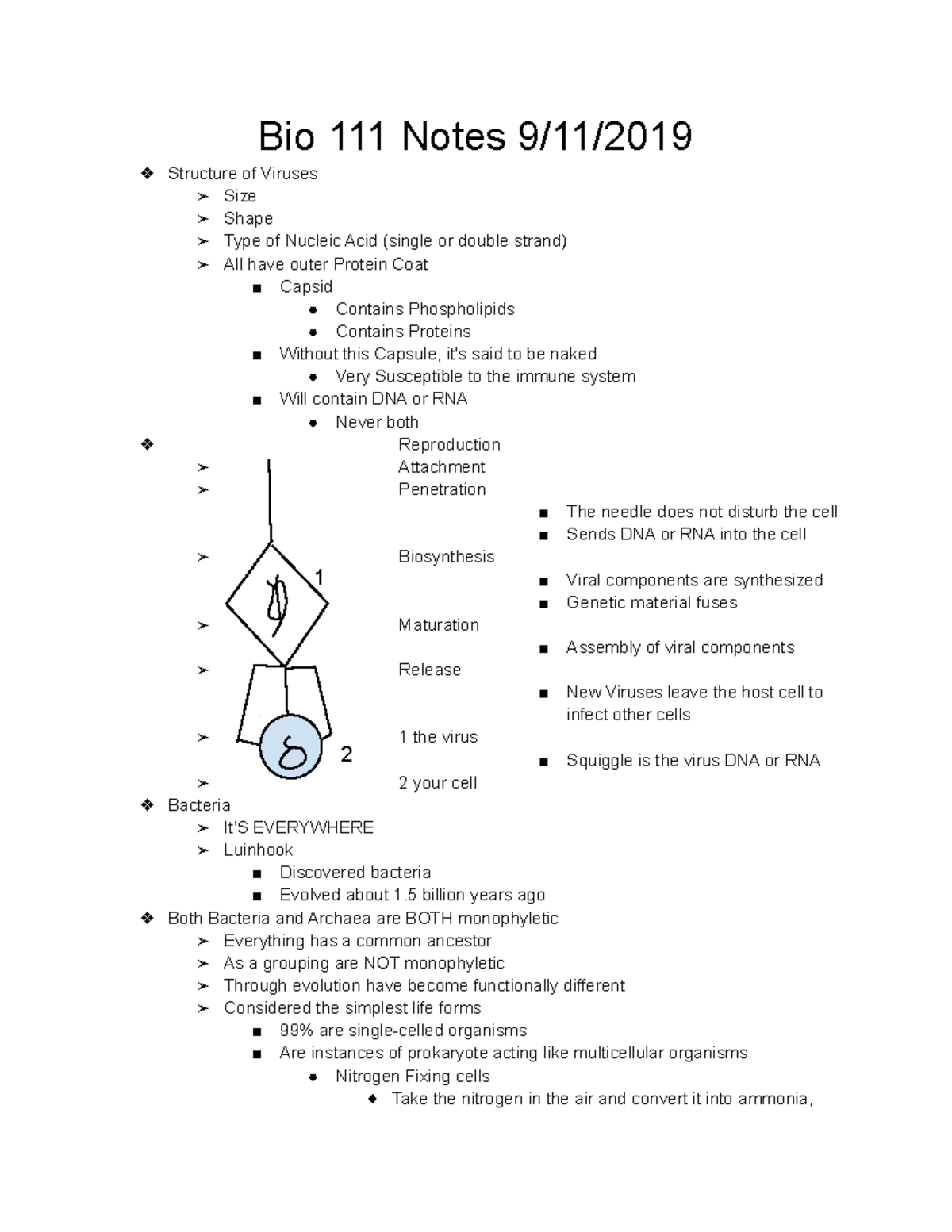 Bio 111 Notes 9 11 2019 - Bio 111 Notes 9/11/ Structure of Viruses Size ...