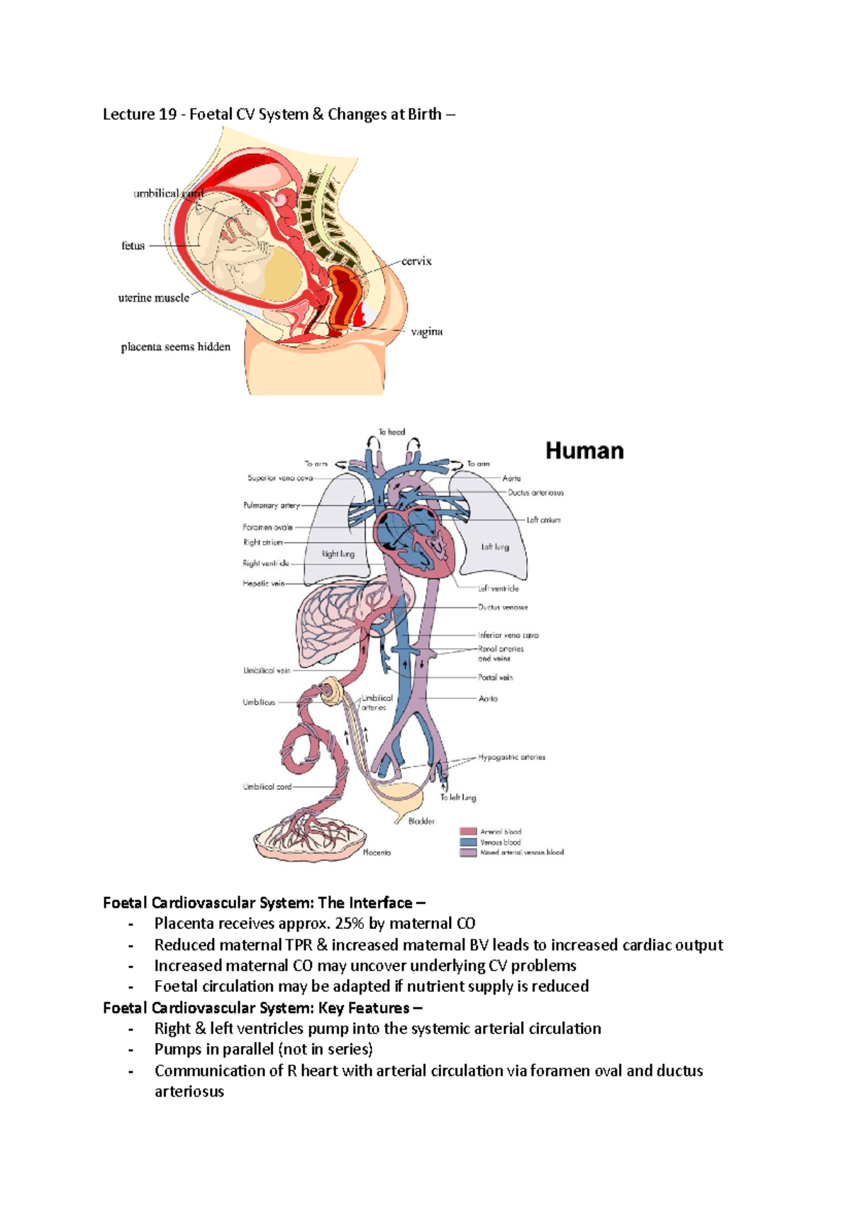 Foetal Cardiovasular System and Changes at Birth - Lecture 19 - Foetal ...