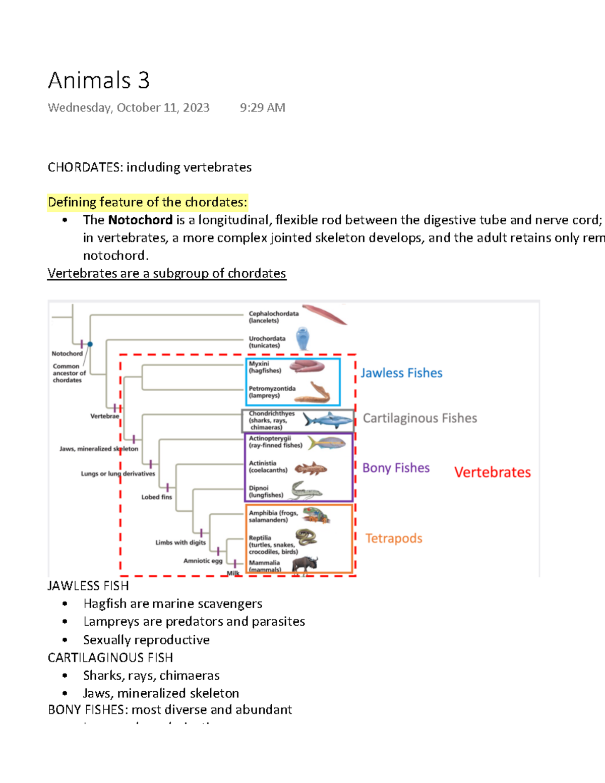 Animal ecology pt. 3 - CHORDATES: including vertebrates Defining ...