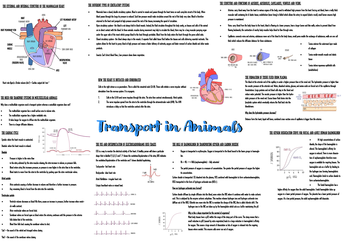 Transport in animals - Transport in AnimalsTransport in Animals The ...