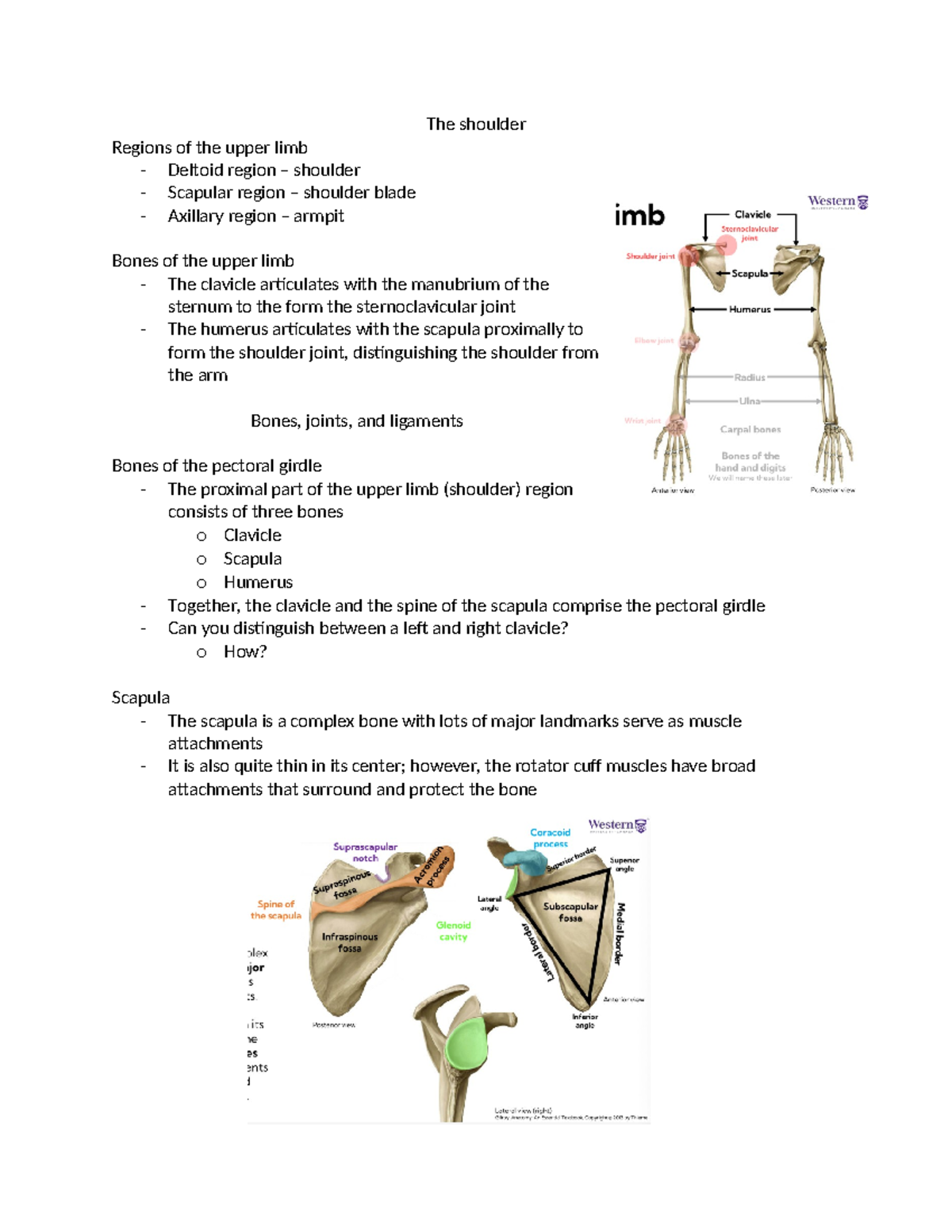 The Shoulder - lecture notes - The shoulder Regions of the upper limb ...